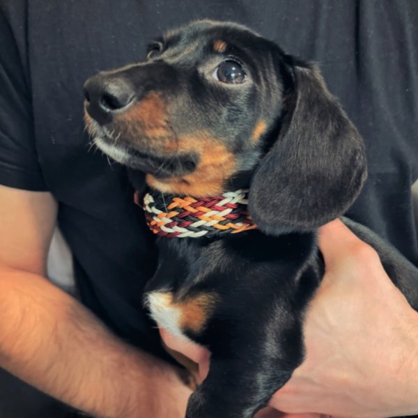 Team / Jobs » Hanse (Deutschland) Vertriebs GmbH & Co. KG